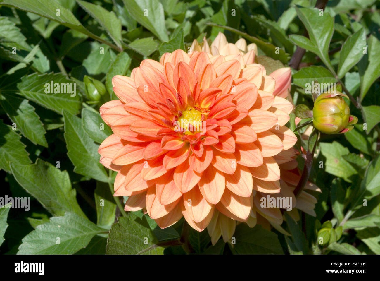 Maxi emilio hi-res stock photography and images - Alamy