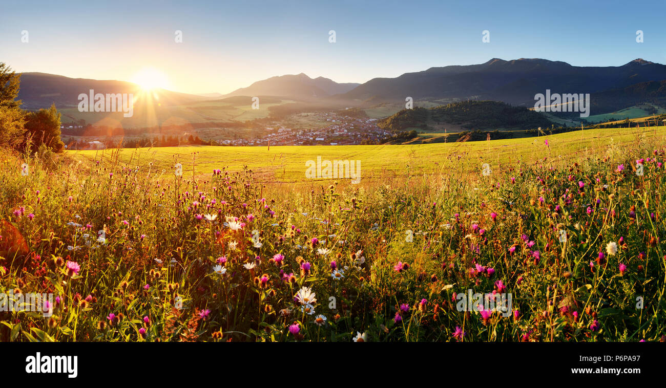 Sunset on flower field Stock Photo - Alamy