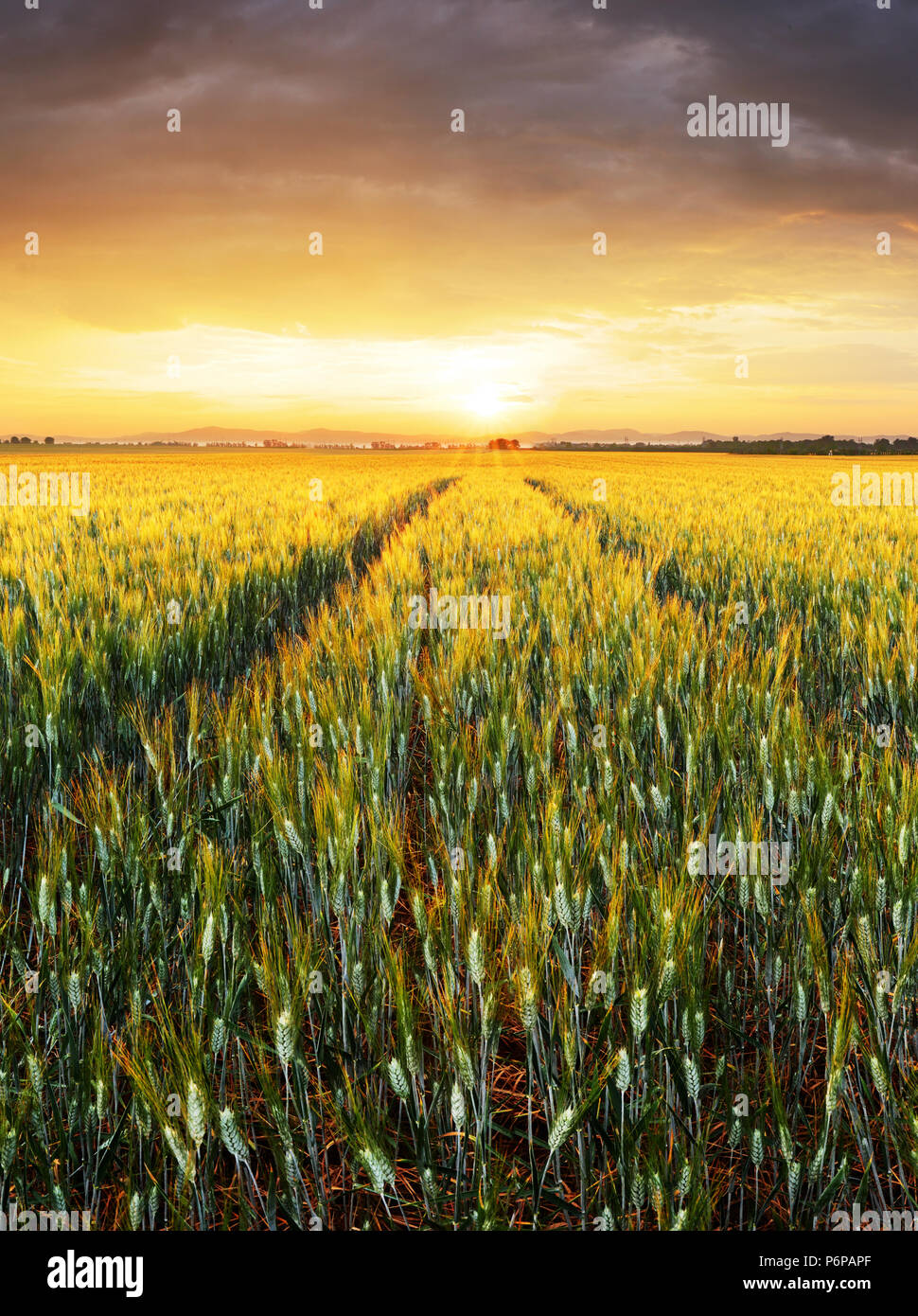 Wheat field with gold sunset landscape, Agriculture industry Stock ...
