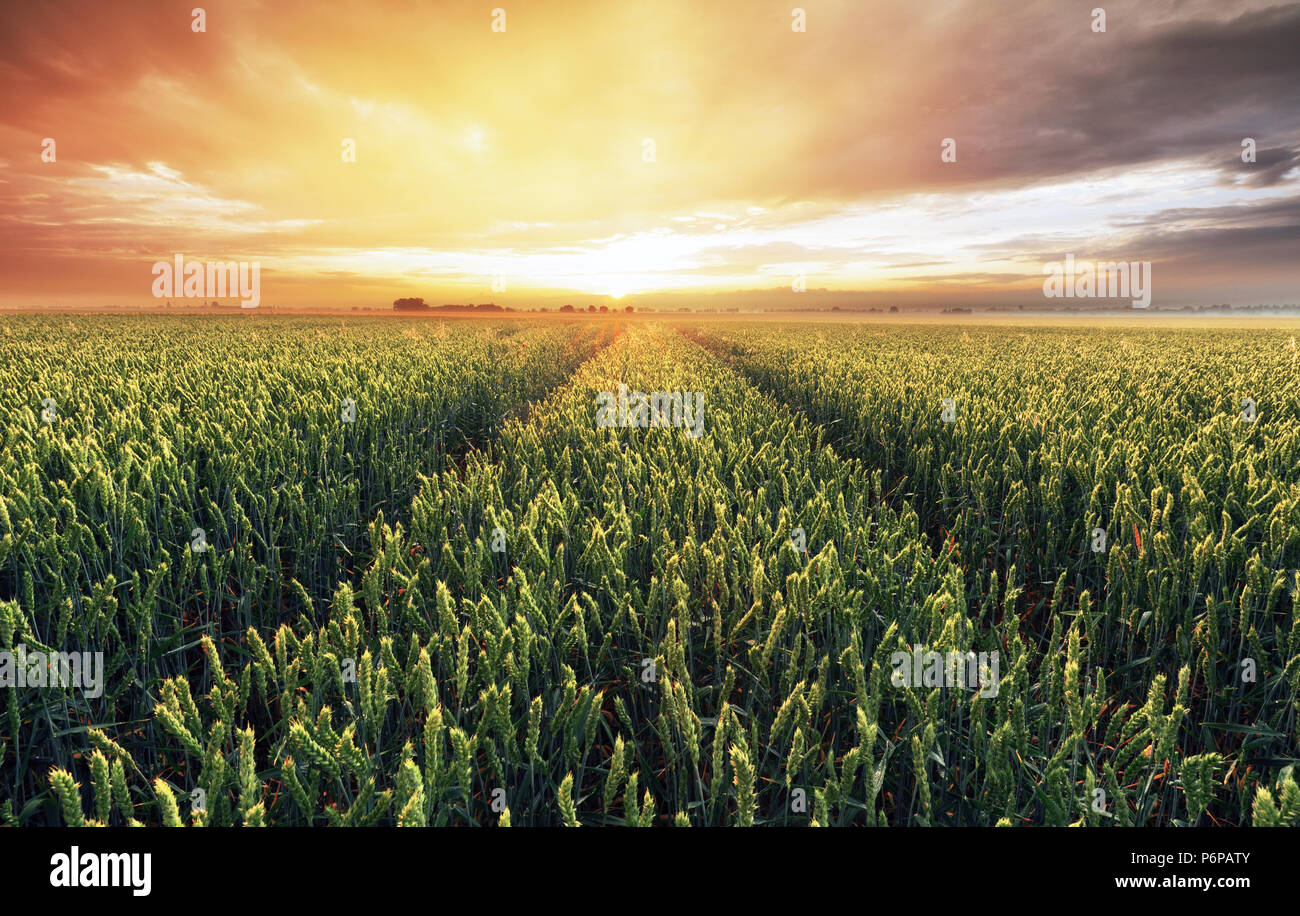 Landscape with wheat field, agriculture - panorama Stock Photo - Alamy