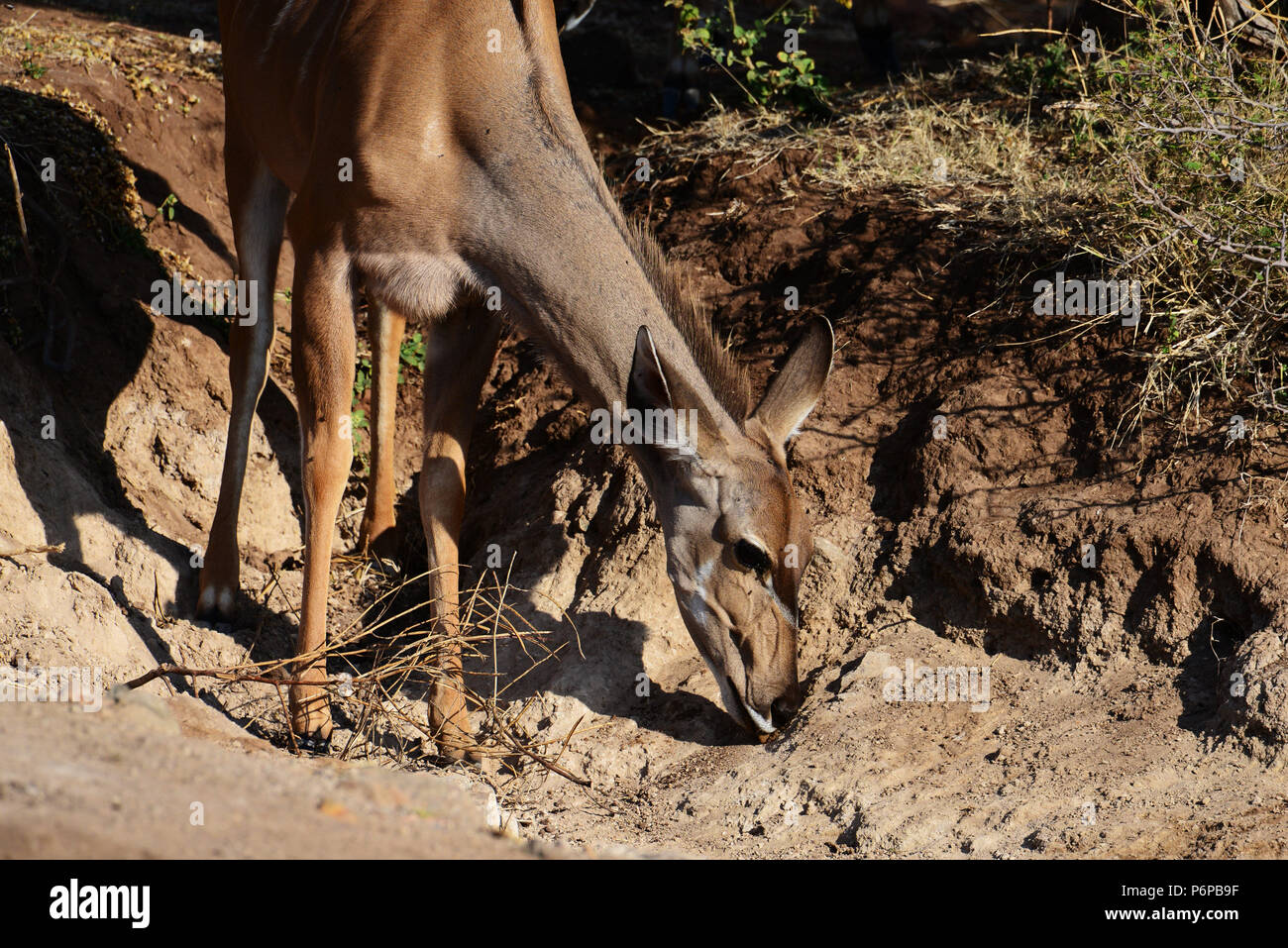 Kudu eating, getting minerals by eating mud Stock Photo - Alamy