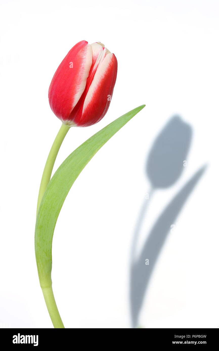 Tulip isolated on white Stock Photo - Alamy