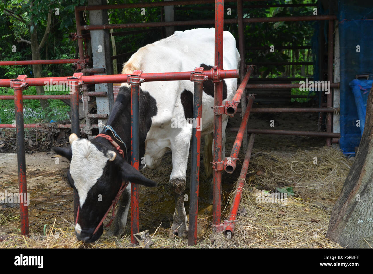 Dairy cattle eating silage Stock Photo - Alamy