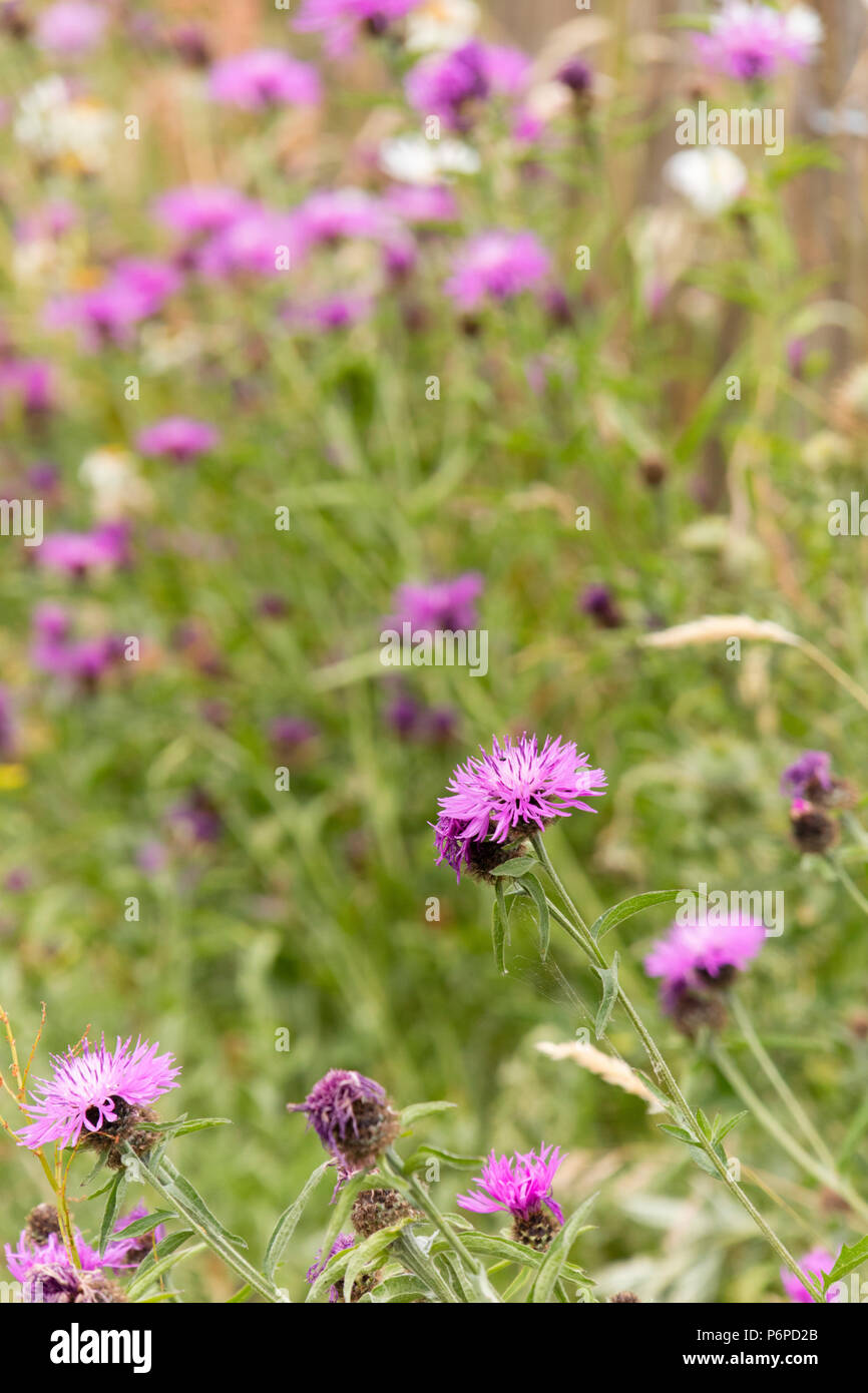 Common Knapweed (Centaurea Stock Photo - Alamy
