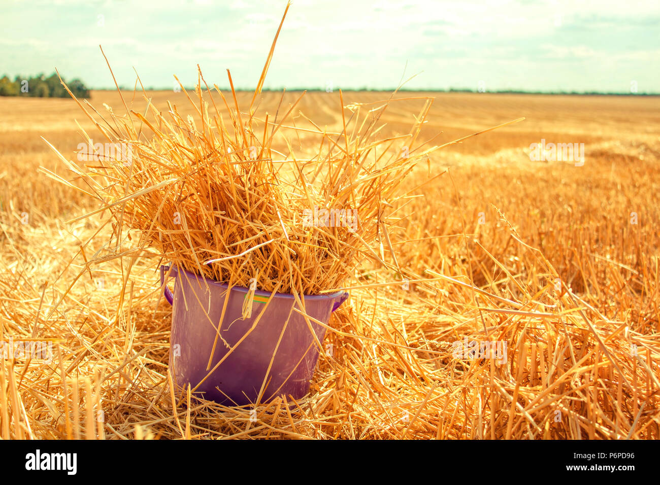 hay in bucket on the field Stock Photo - Alamy