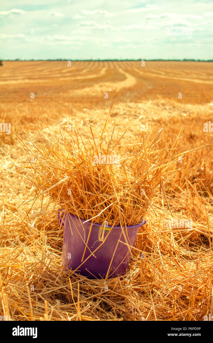 Hay bucket hi-res stock photography and images - Alamy