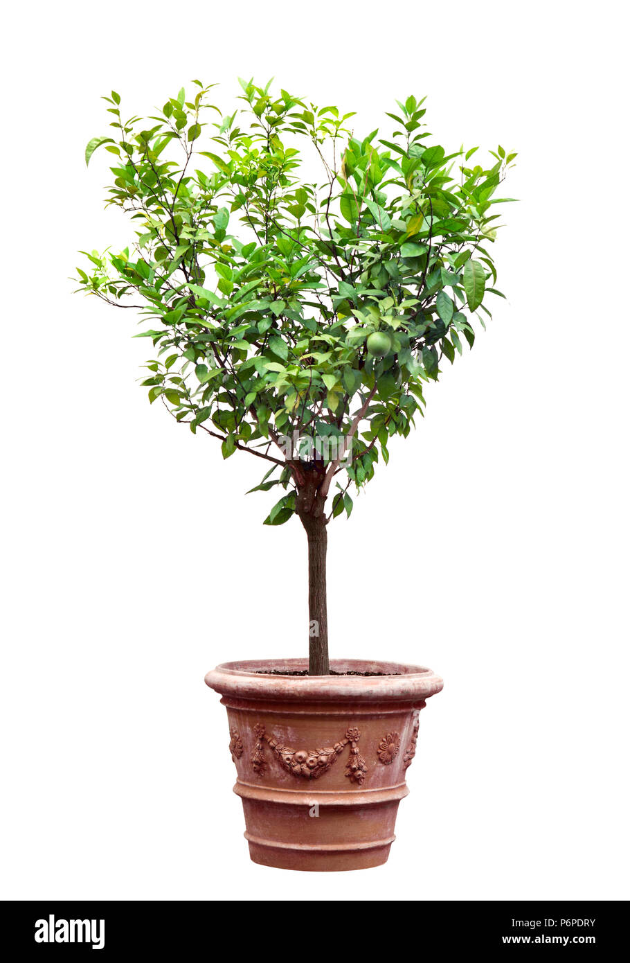 Small decorative tree in Cut Out Stock Images & Pictures - Alamy