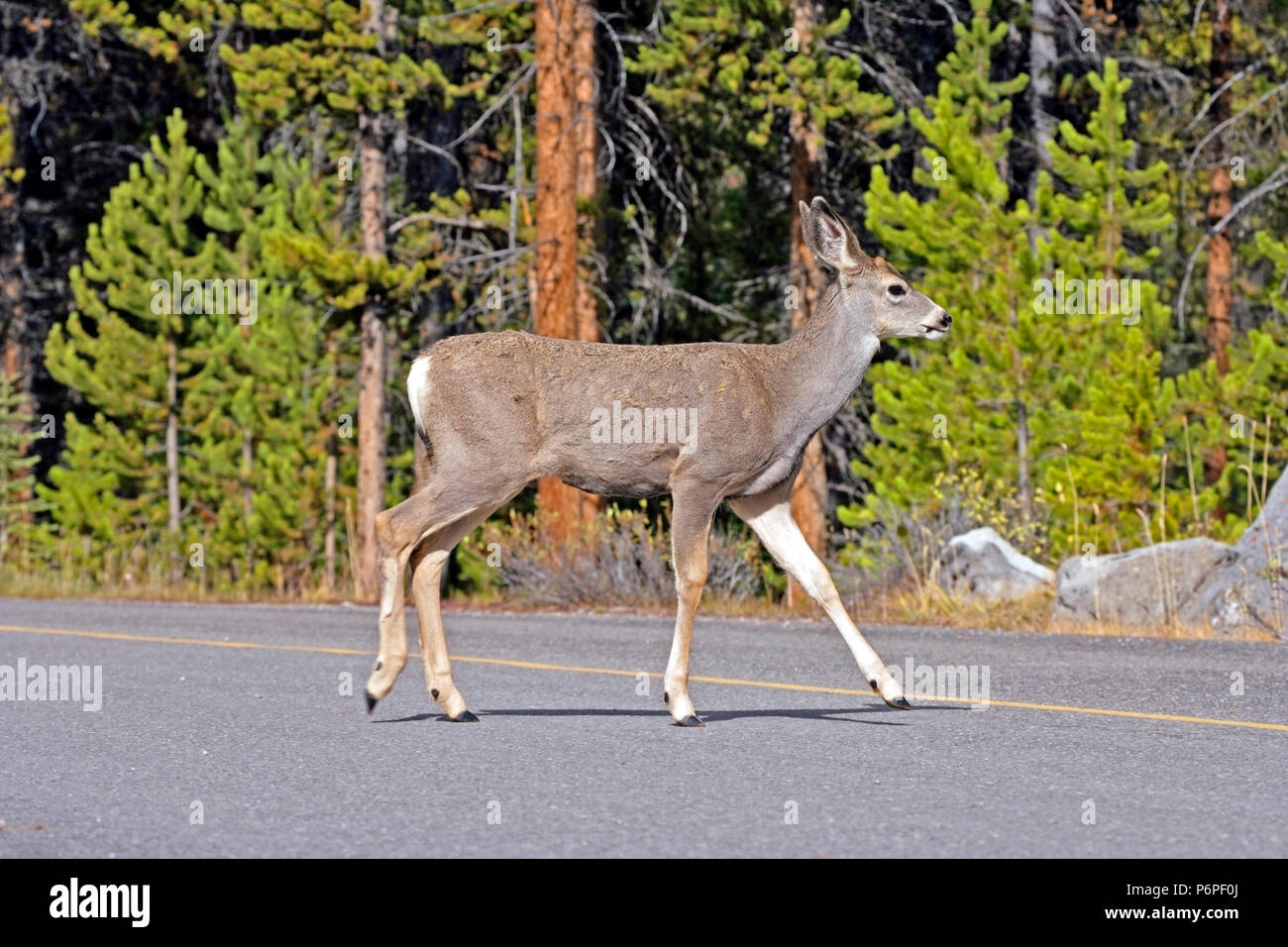 Young Mule Deer Buck crossing road Stock Photo - Alamy