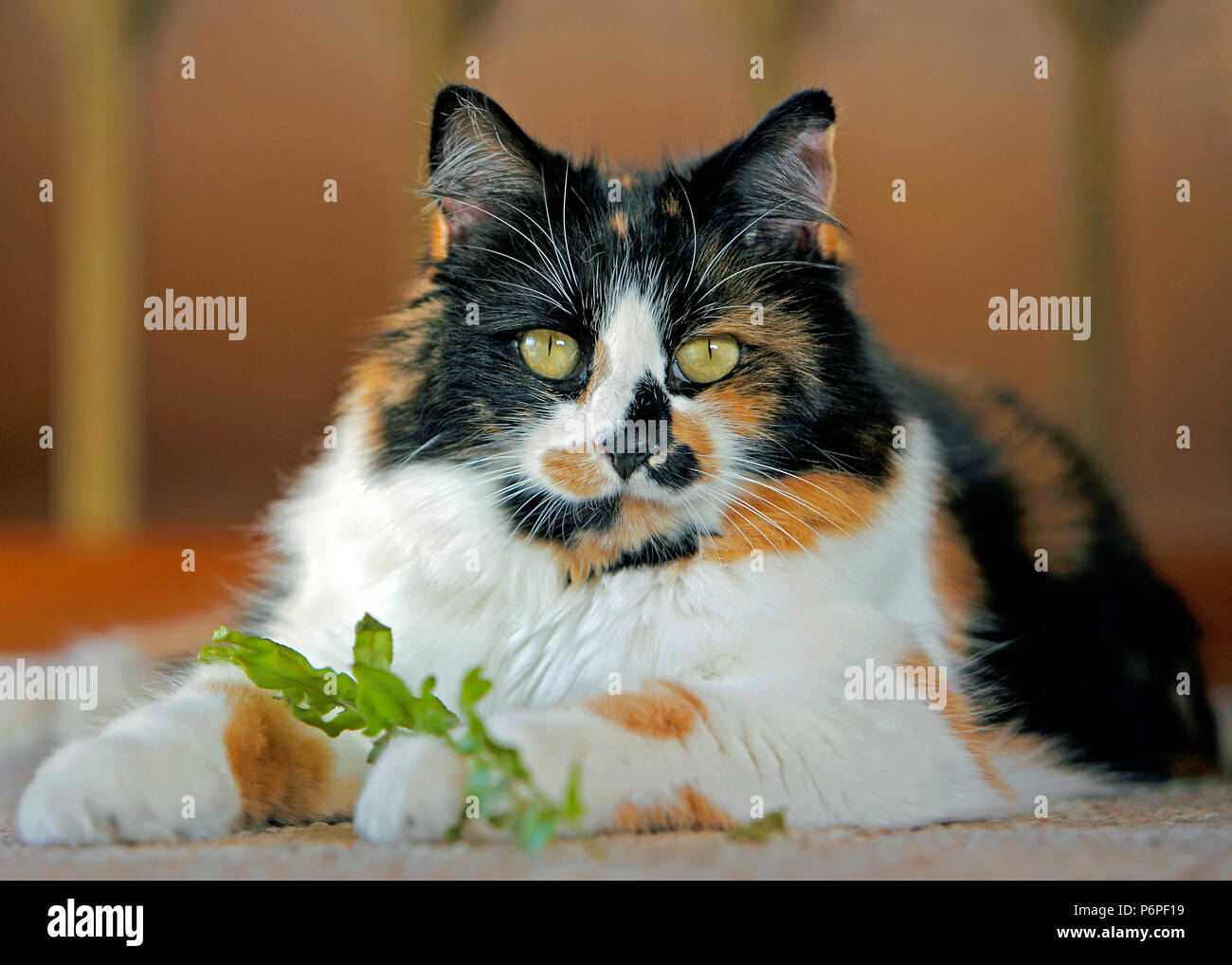 Calico female Cat in house playing with leaf from Houseplant Stock ...