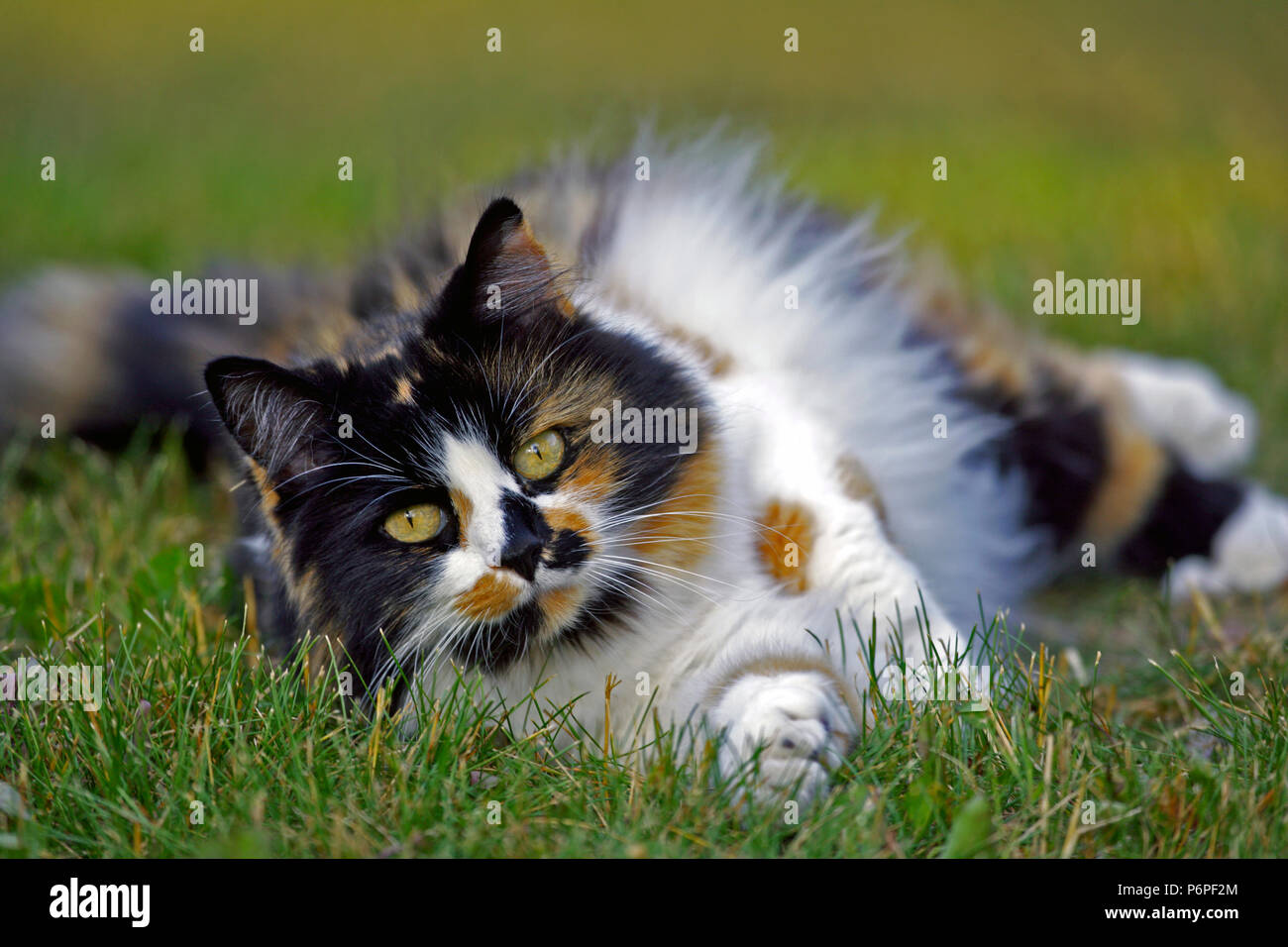 Calico female Cat lying in grass, portrait Stock Photo - Alamy