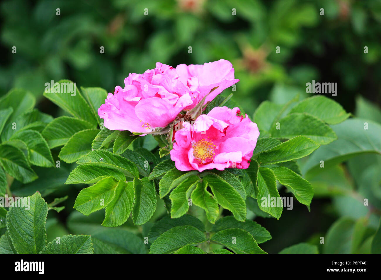 Briar Roses High Resolution Stock Photography and Images - Alamy