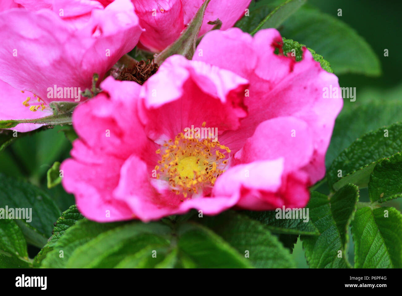 Sweet briar rose hedge hi-res stock photography and images - Alamy