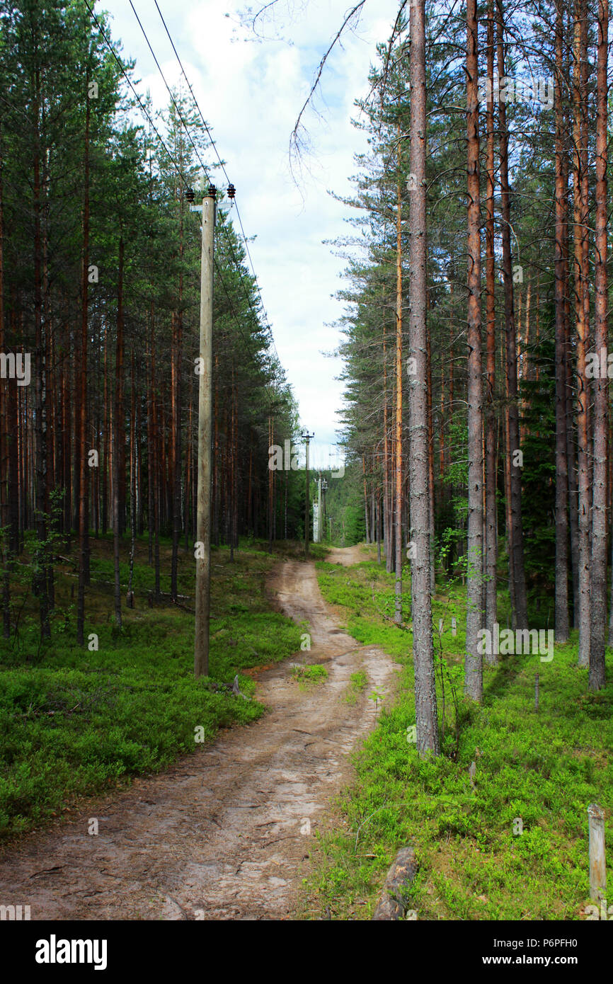 pine telegraph poles with wires stand along the road in a coniferous ...