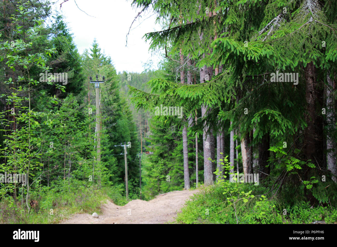 pine telegraph poles with wires stand along the road in a coniferous ...