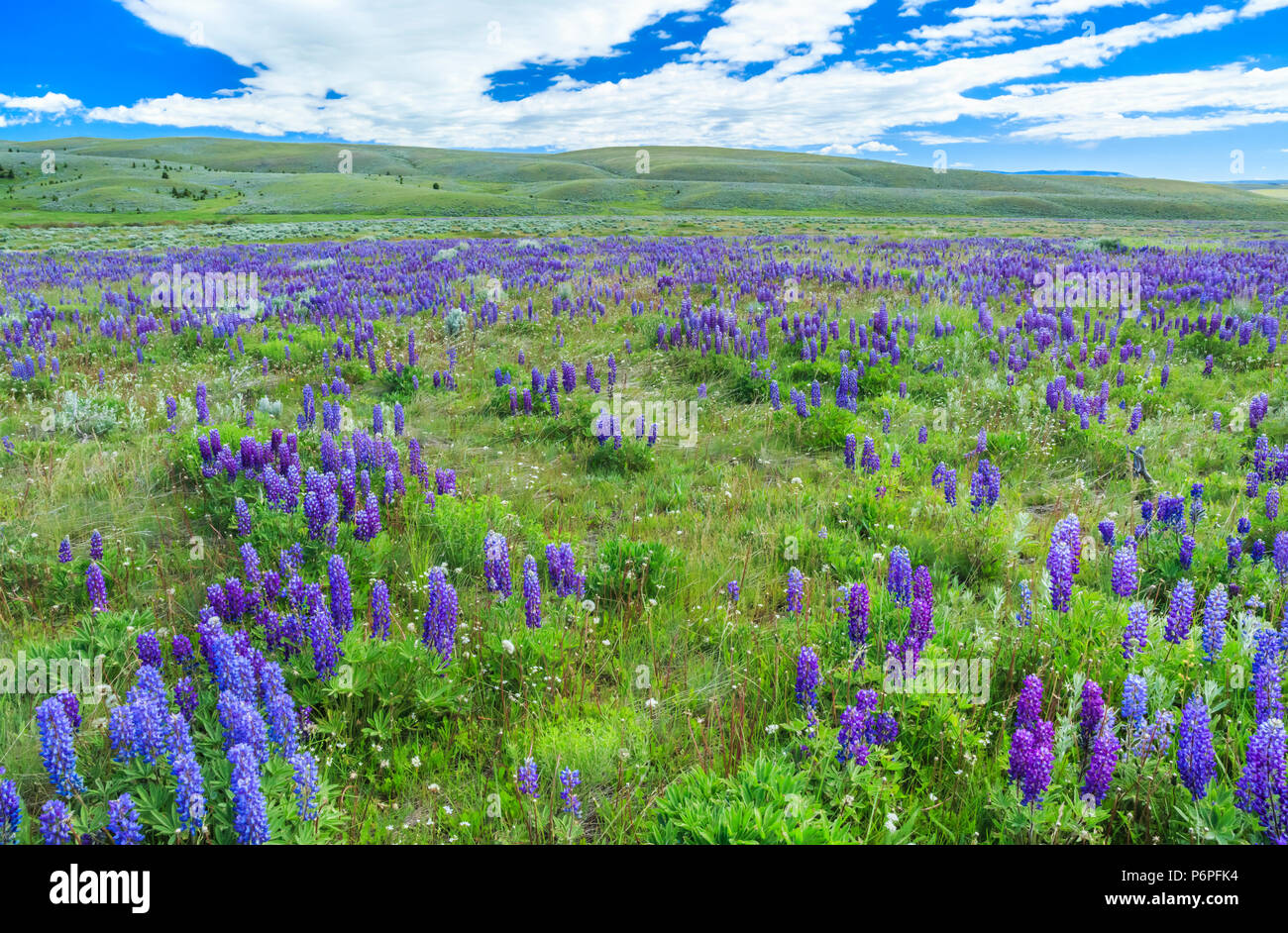 Montana field wildflower hi-res stock photography and images - Alamy