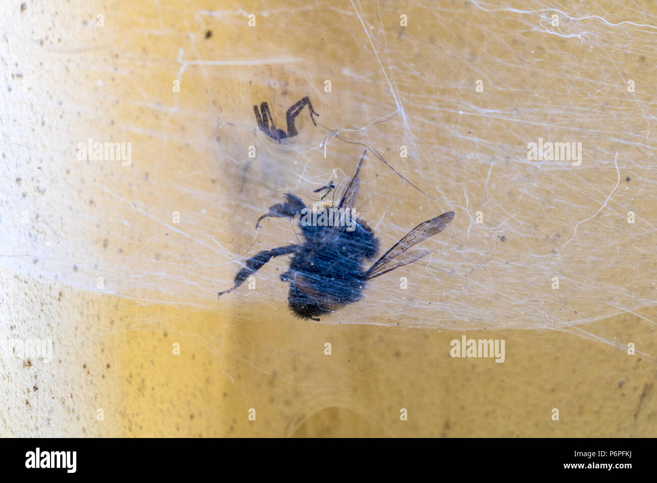 A bumblebee trapped in a spider network Stock Photo - Alamy