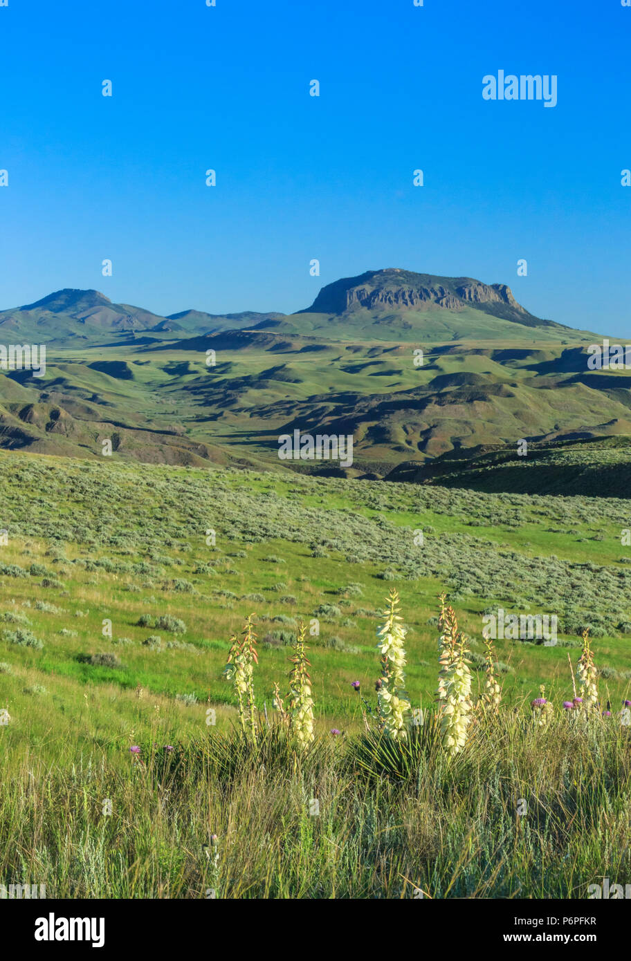 yucca plants in bloom on the prairie hills below round butte near ...
