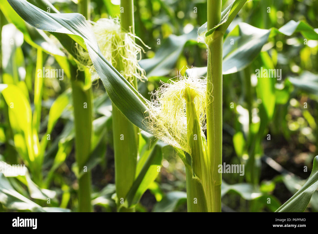 Baby corn on tree with the sunlight Stock Photo - Alamy