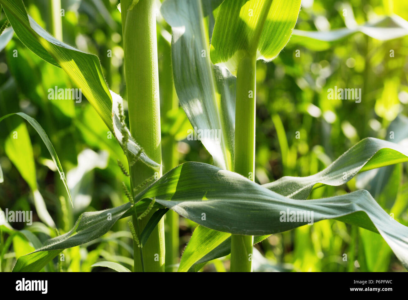 Leaf corn on tree with the sunlight Stock Photo - Alamy