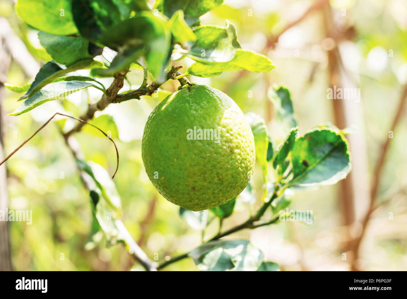 Lemon on tree with the sunlight Stock Photo - Alamy