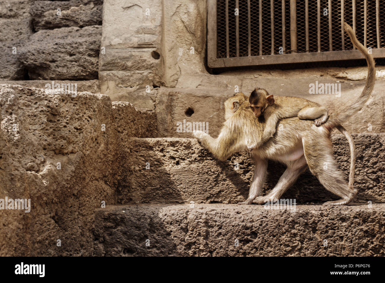 Monkey are walking on brick of building Stock Photo - Alamy