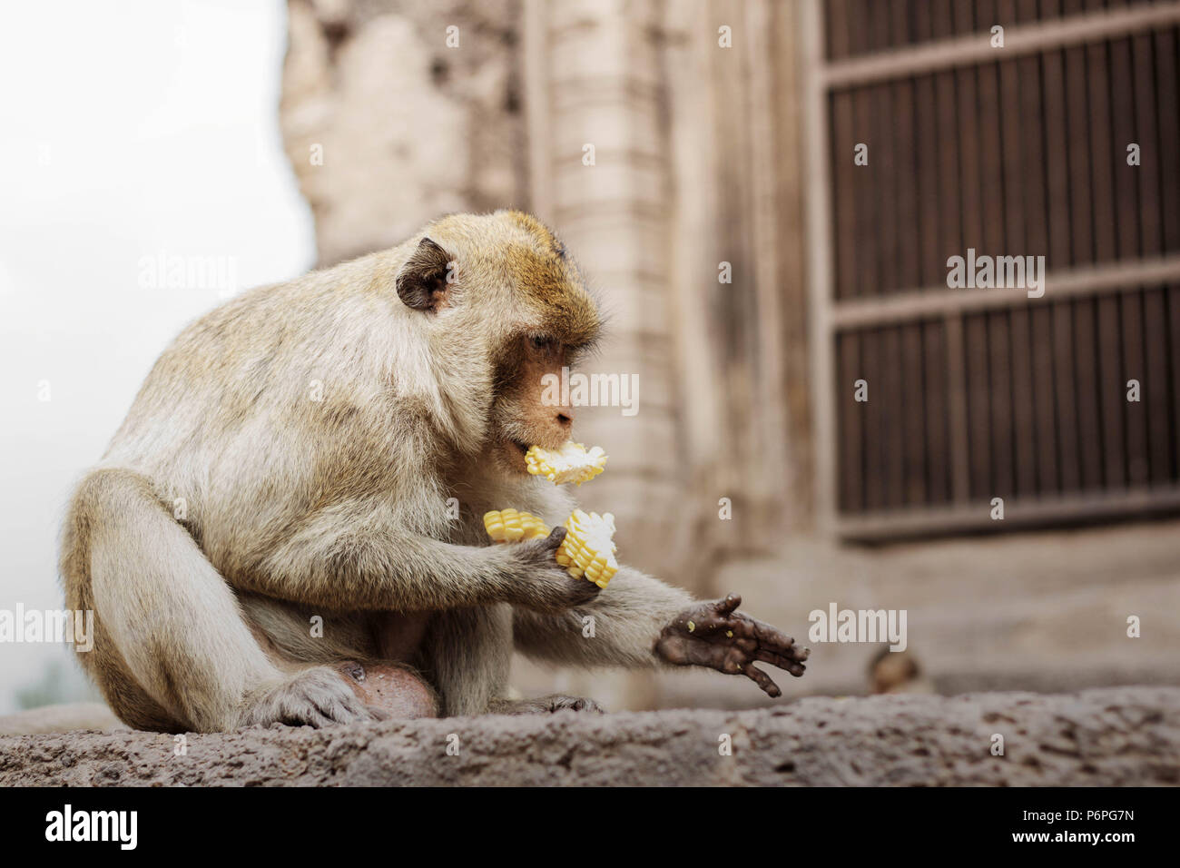 Monkey eating corn on brick with old building background Stock Photo ...