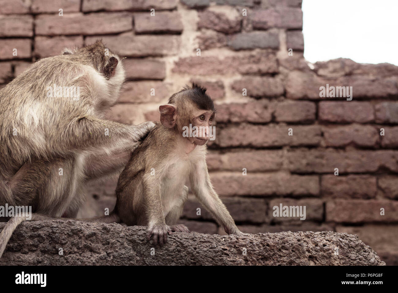 Monkey is cleaning up the baby on brick Stock Photo - Alamy