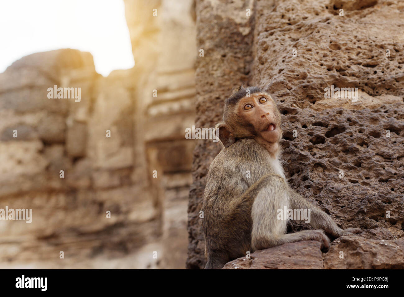 Old architecture natural park monkey hi-res stock photography and ...