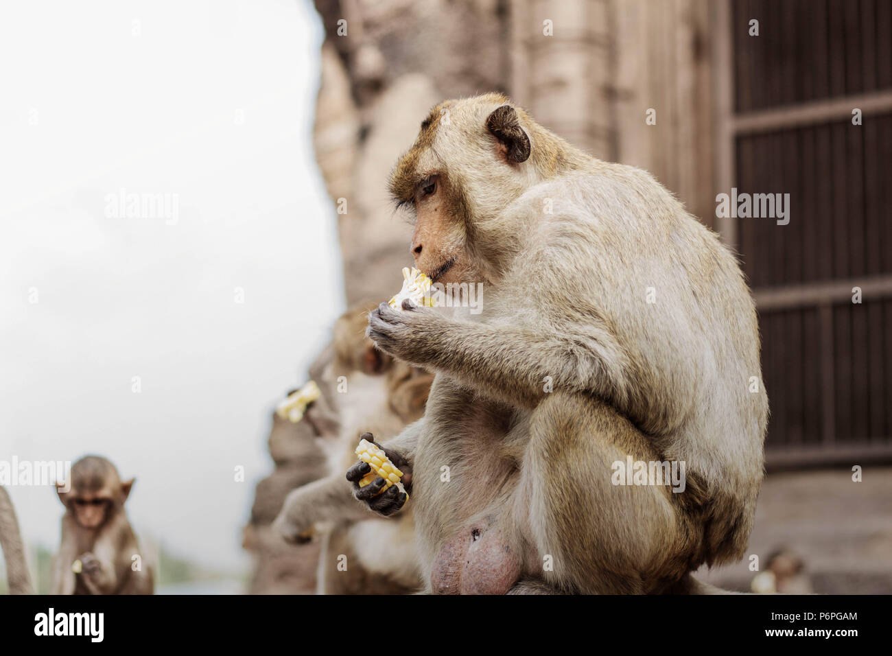monkey sits on a brick with the building background Stock Photo - Alamy