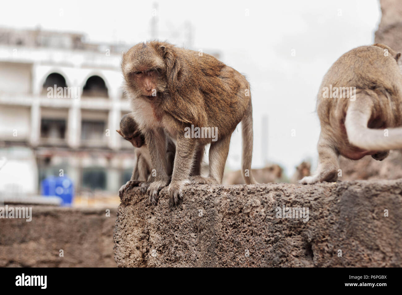 Monkey on brick with old building background Stock Photo - Alamy