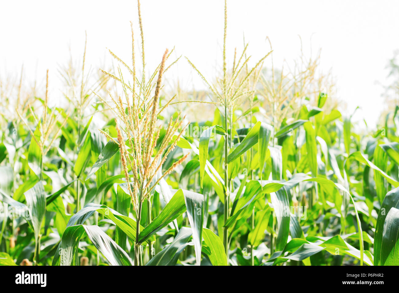 Pollen of corn on planted at the sunlight Stock Photo - Alamy