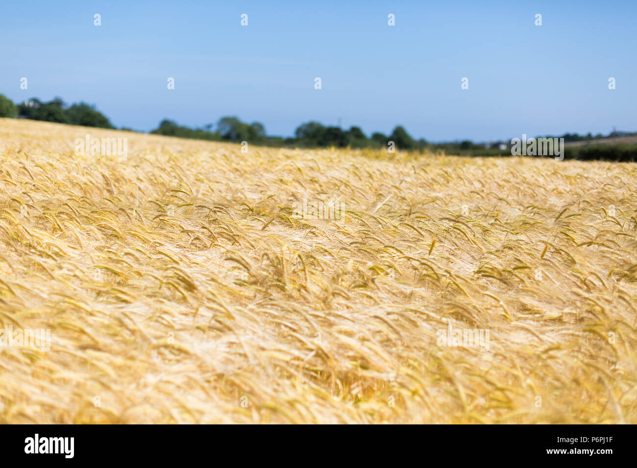 Golden Wheat Crop Stock Photo - Alamy