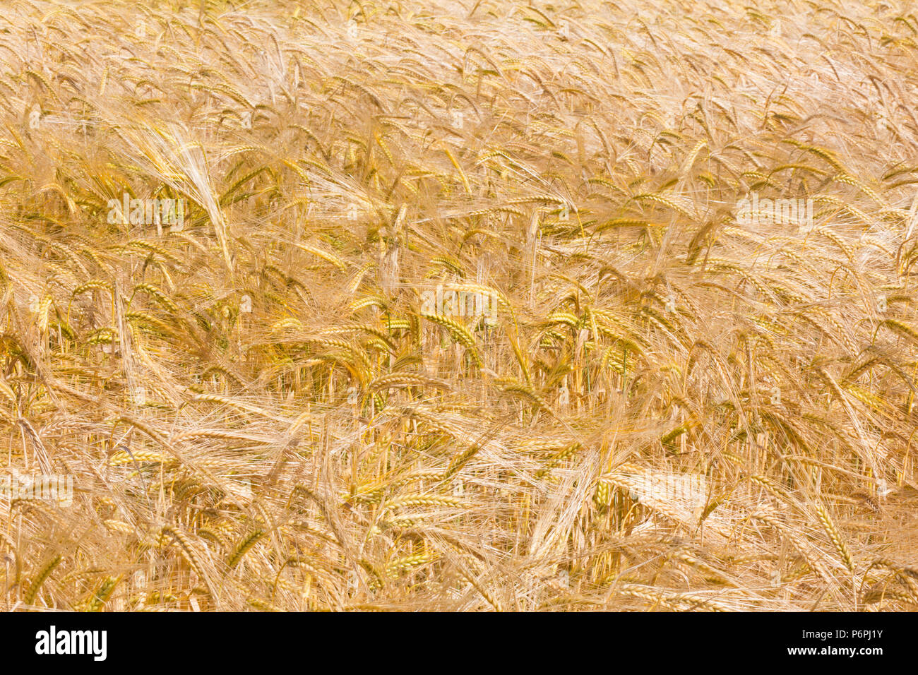 Golden Wheat Crop Stock Photo - Alamy