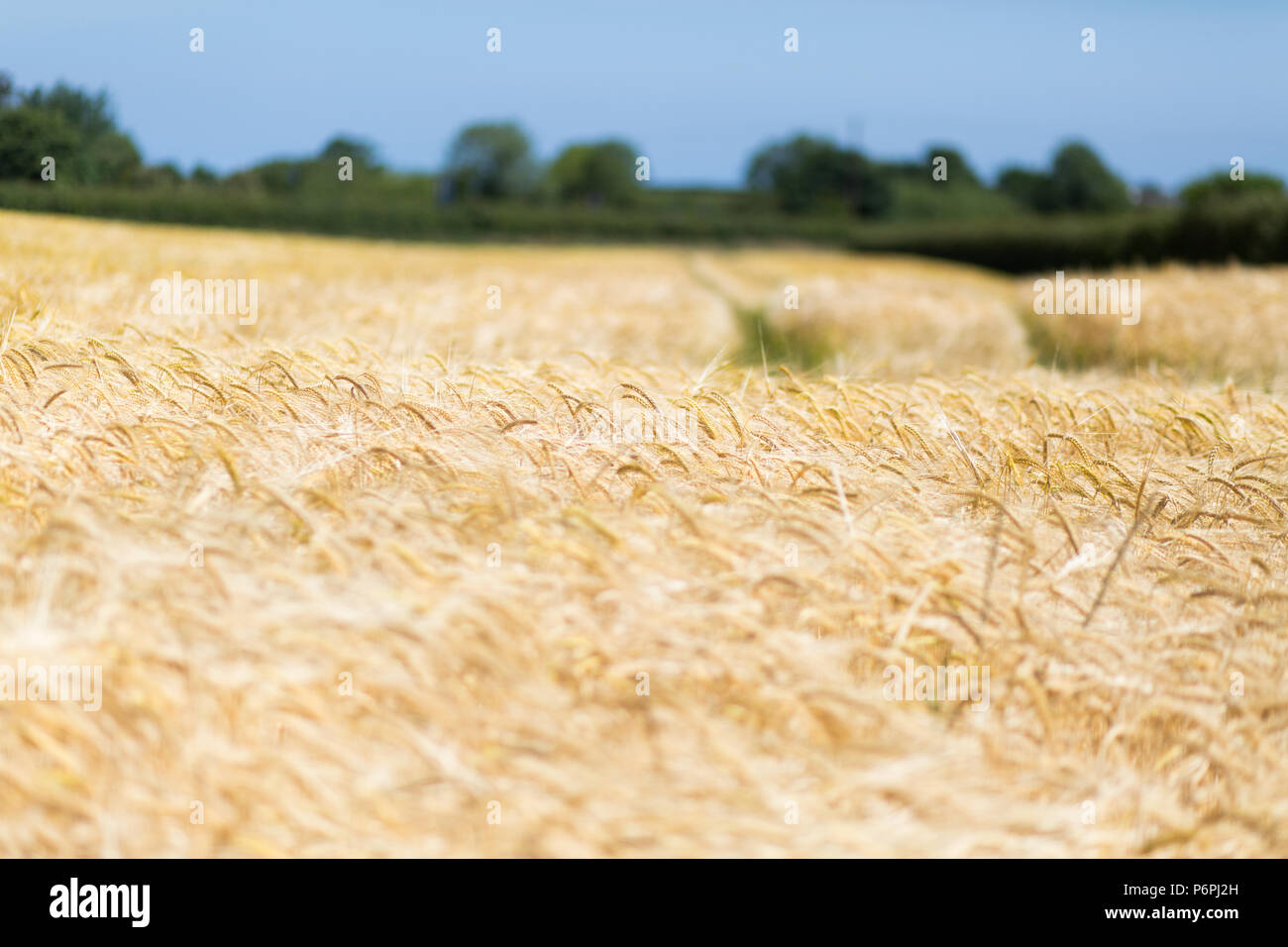 Golden Wheat Crop Stock Photo - Alamy