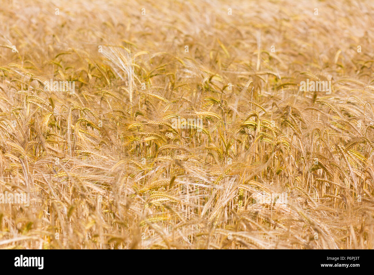 Golden Wheat Crop Stock Photo - Alamy