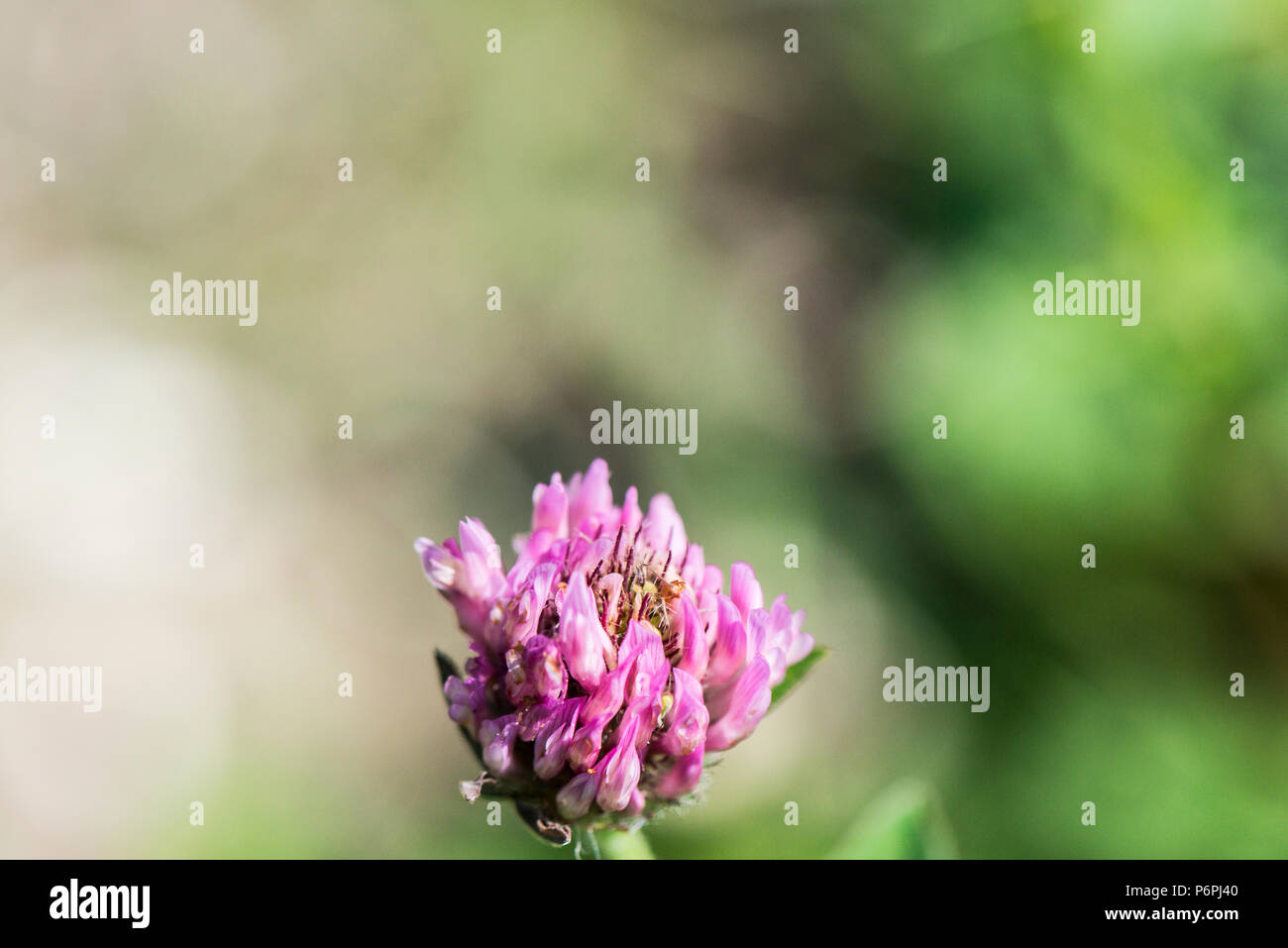 Red Clover Bee High Resolution Stock Photography and Images - Alamy