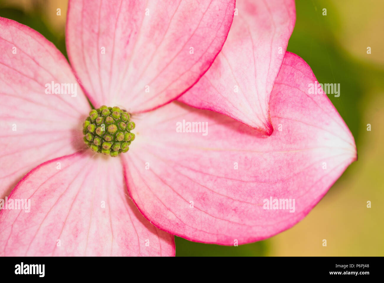 Cluster of buds hi-res stock photography and images - Alamy