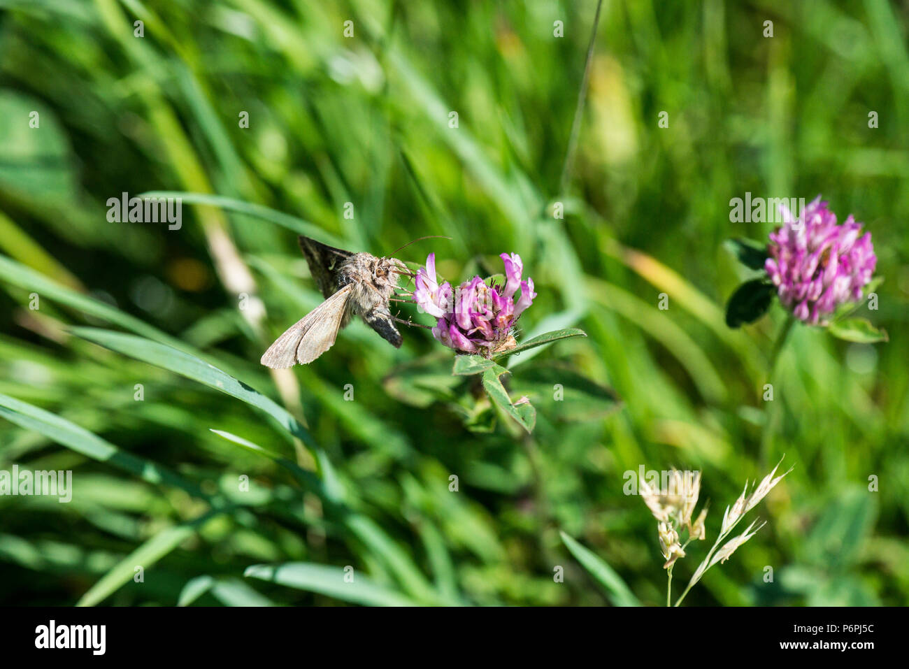 A Silver Y moth (Autographa gamma) on the flower of a red clover ...