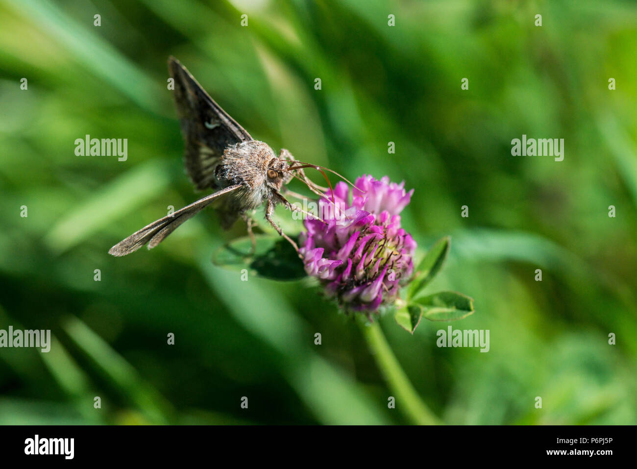 Insect Red Clover High Resolution Stock Photography and Images - Alamy
