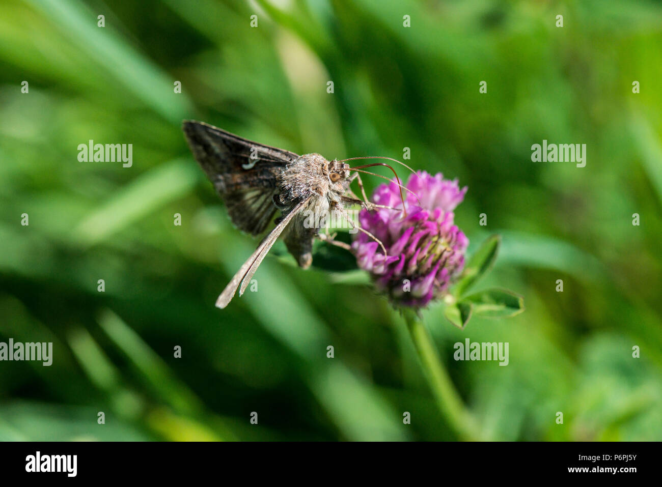 A Silver Y moth (Autographa gamma) on the flower of a red clover ...