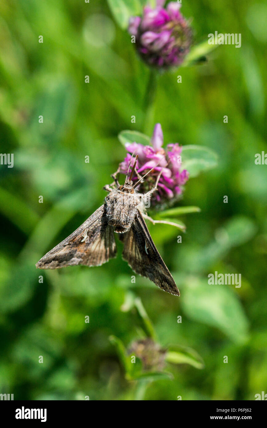A Silver Y moth (Autographa gamma) on the flower of a red clover ...