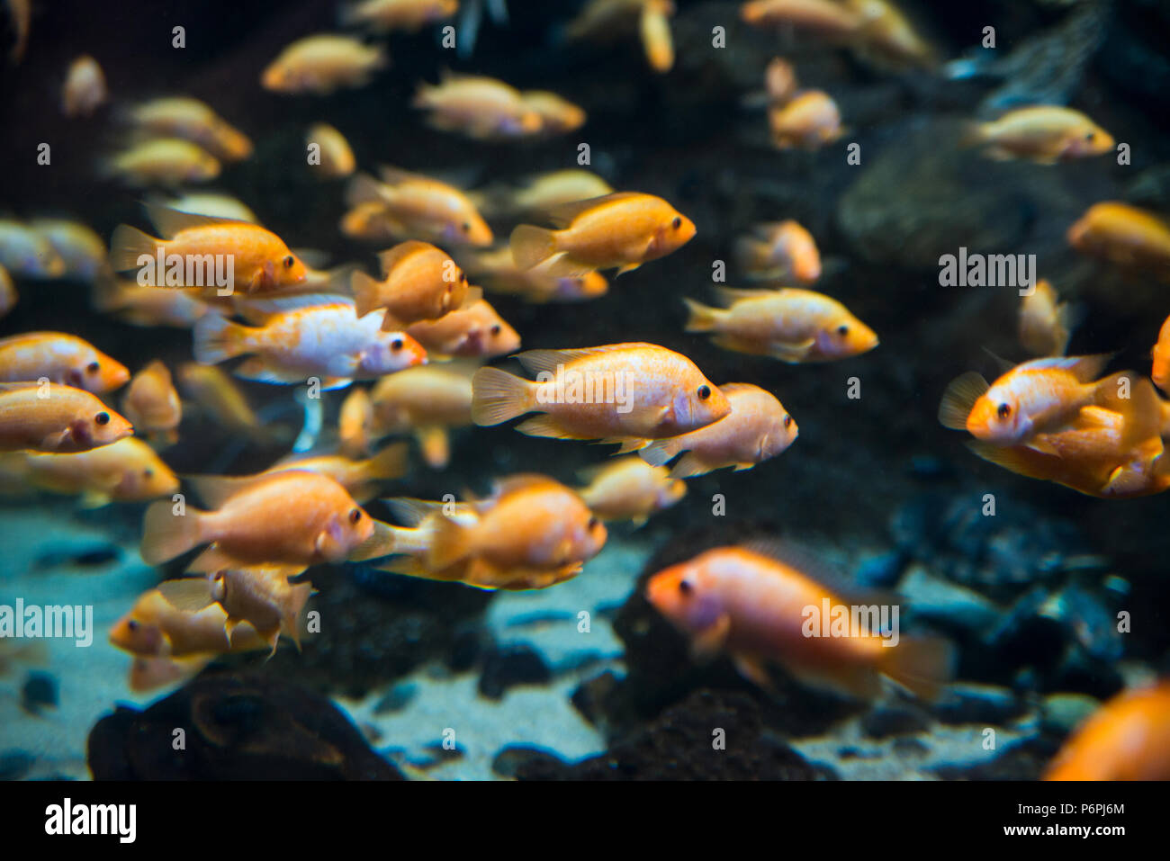 Yellow fish swims in aquarium hi-res stock photography and images - Alamy