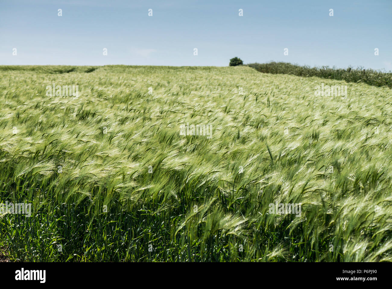 A field of barley Stock Photo - Alamy