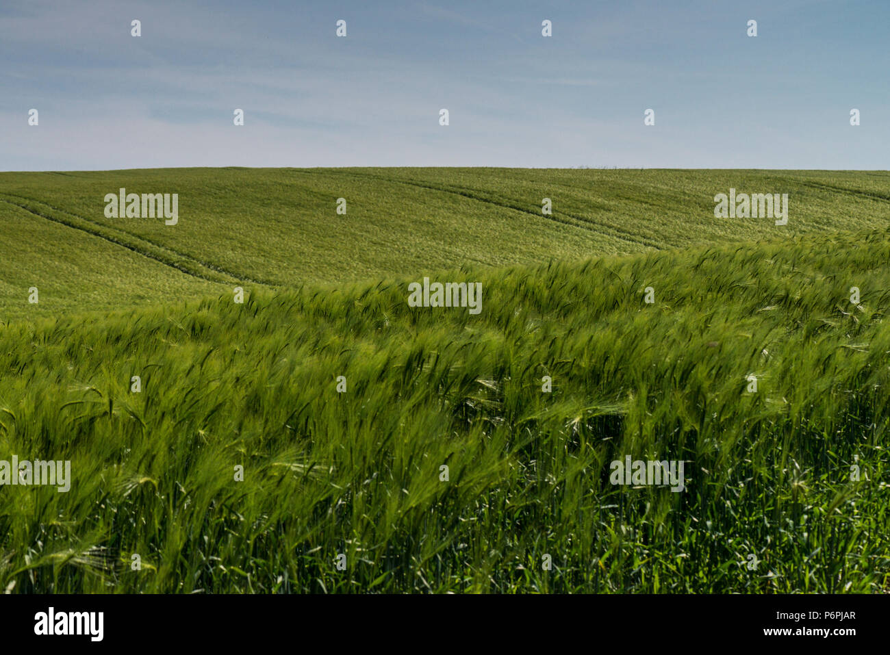 A field of barley Stock Photo - Alamy