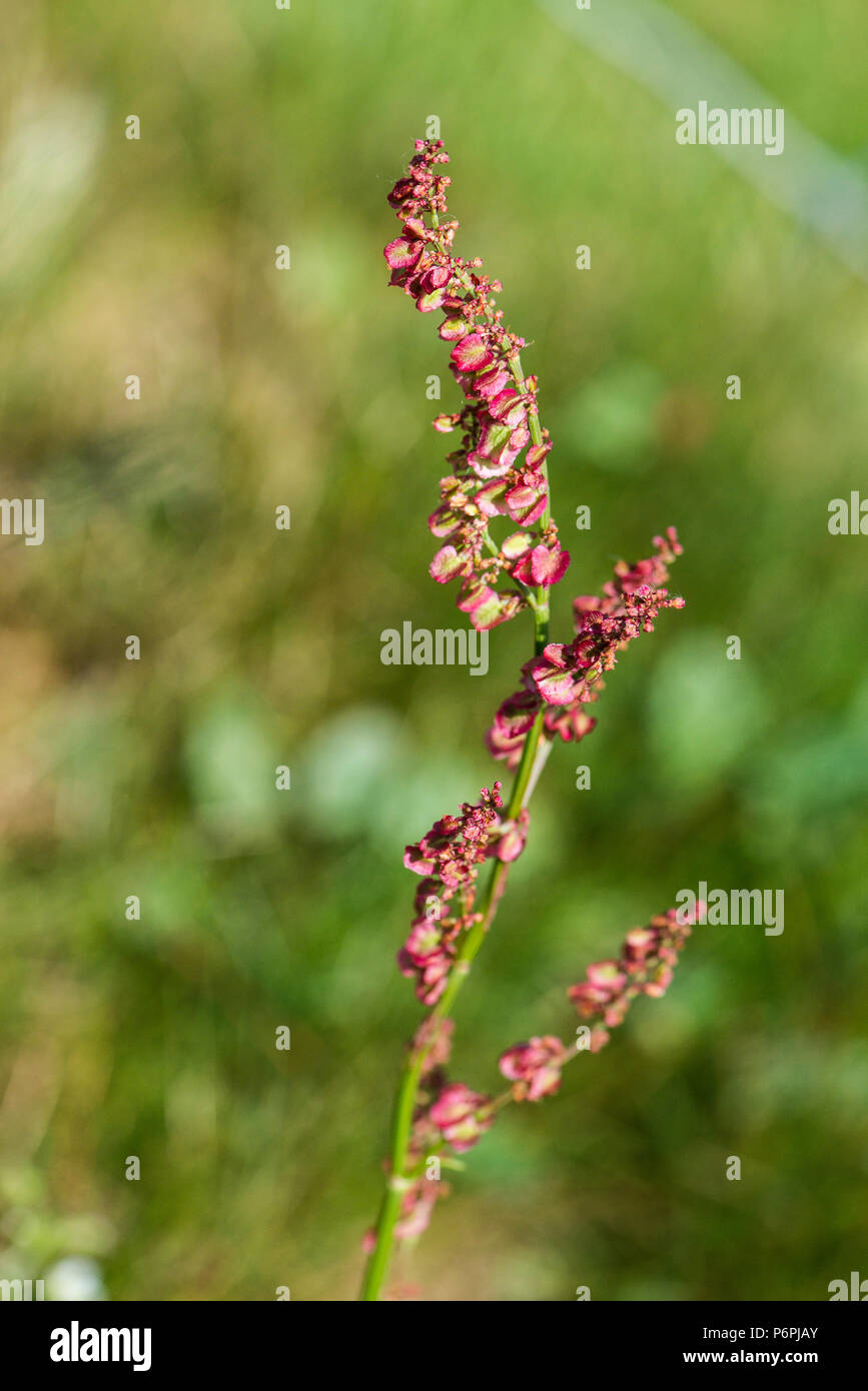 Sour weed High Resolution Stock Photography and Images - Alamy