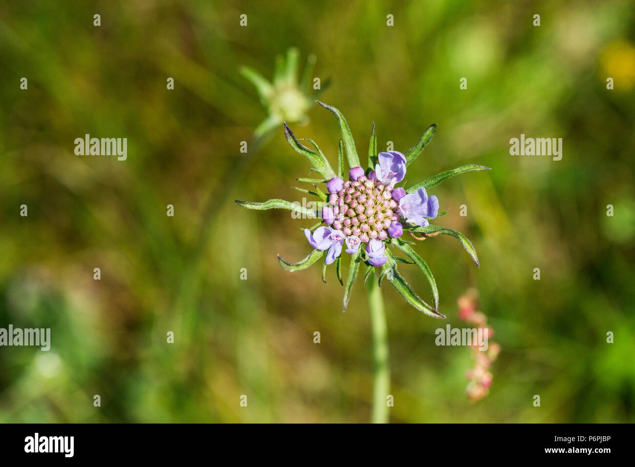 A small scabious (Scabiosa columbaria Stock Photo - Alamy