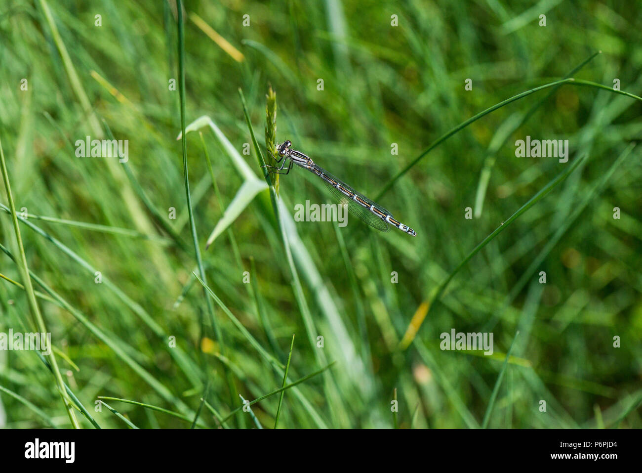 Blue form female common blue damselfly hi-res stock photography and ...