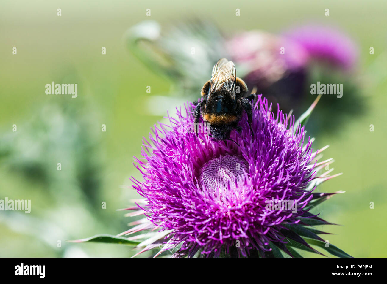 A bumble bee on the flower of musk thistle (Carduus nutans Stock Photo ...