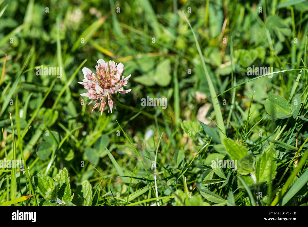 Creeping Clover High Resolution Stock Photography and Images - Alamy