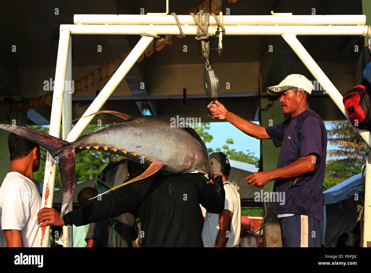 Men Weighing Big Tuna Fish Stock Photo - Alamy